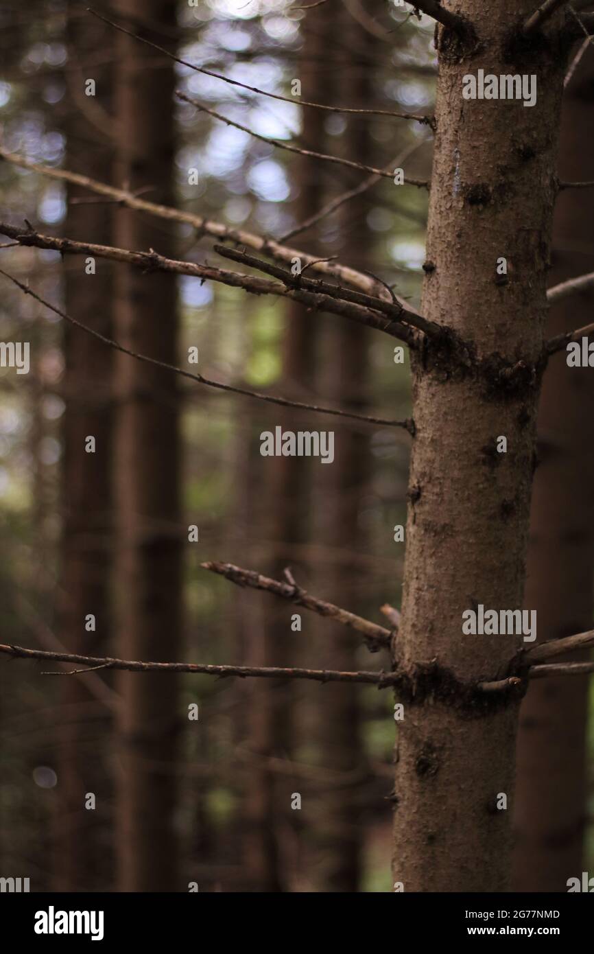Selective focus of branches of a tree in a forest Stock Photo - Alamy