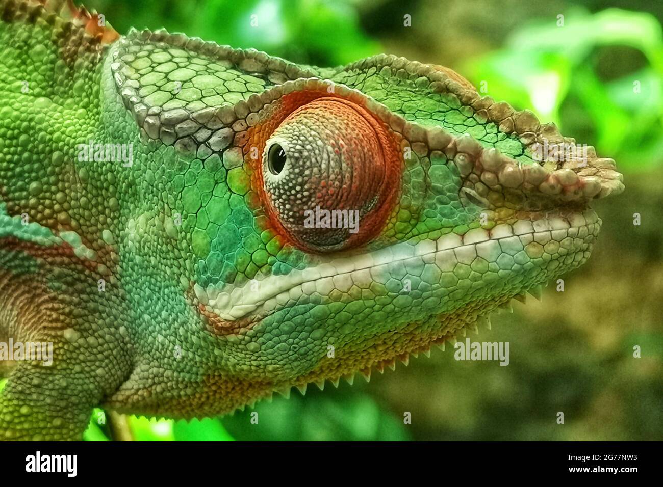 Closeup of a color-changing chameleon staring away from the camera with ...