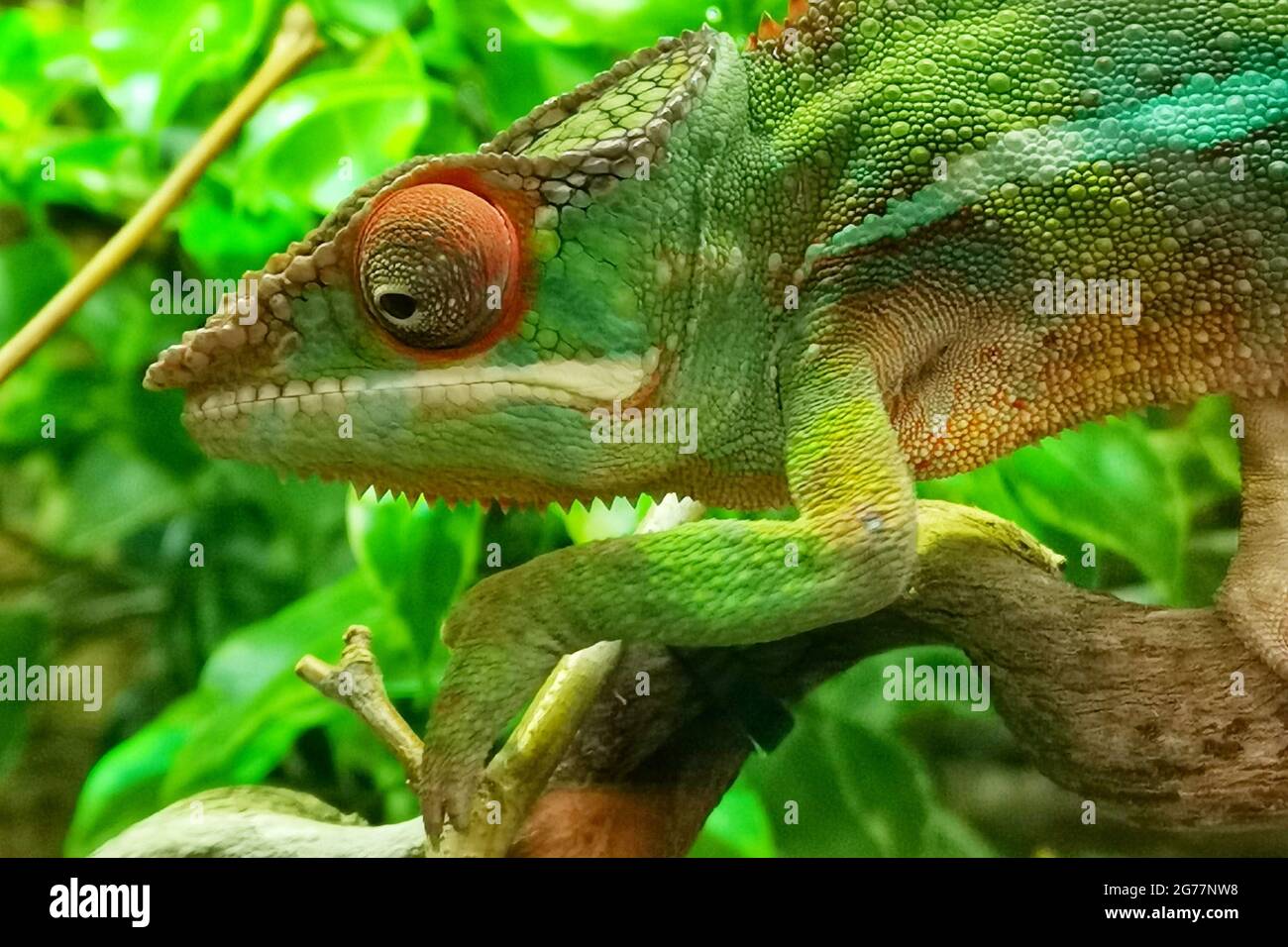Closeup of a neon green scaly chameleon hanging out on a thin tree ...