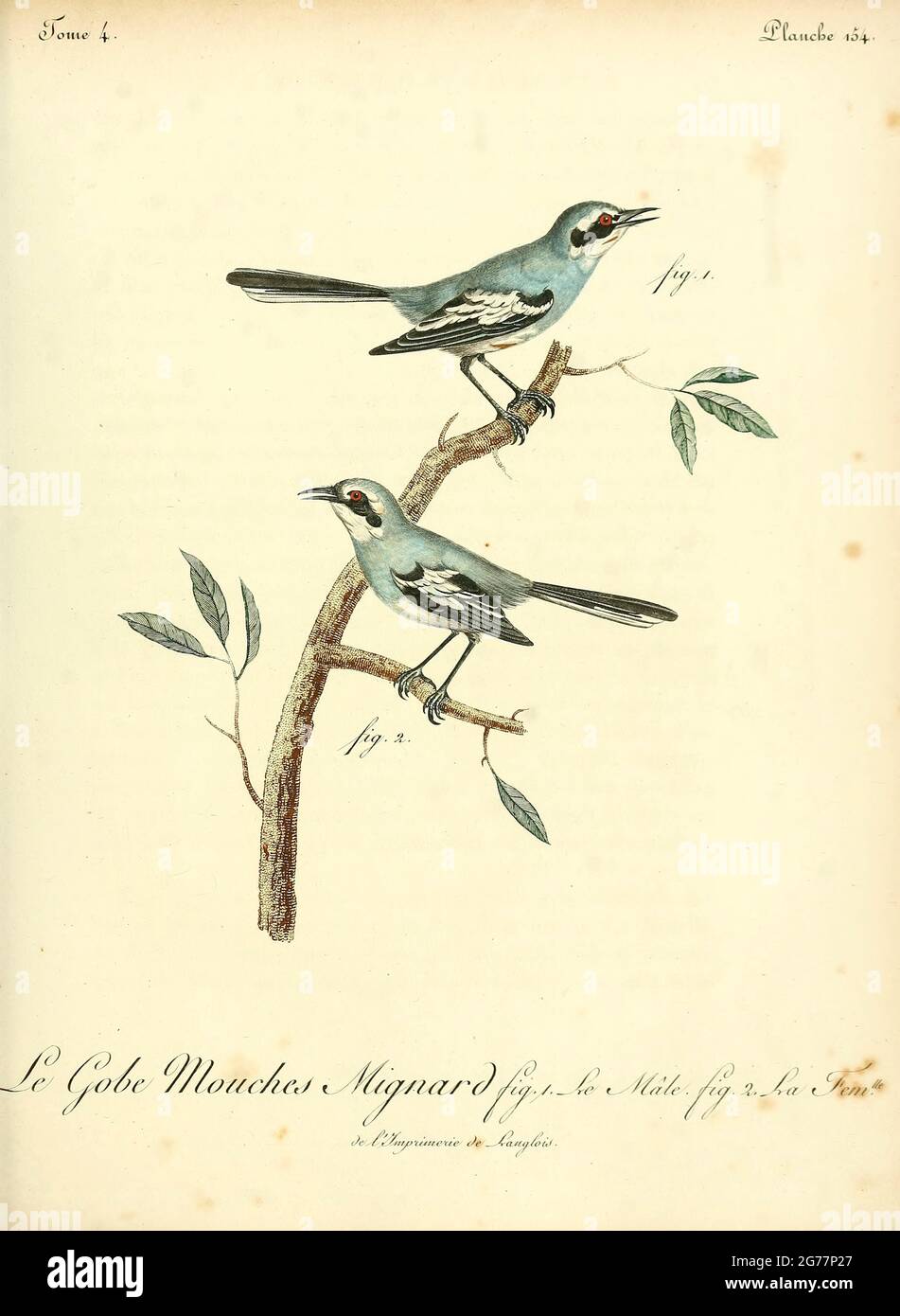 Fairy flycatchers hi-res stock photography and images - Alamy