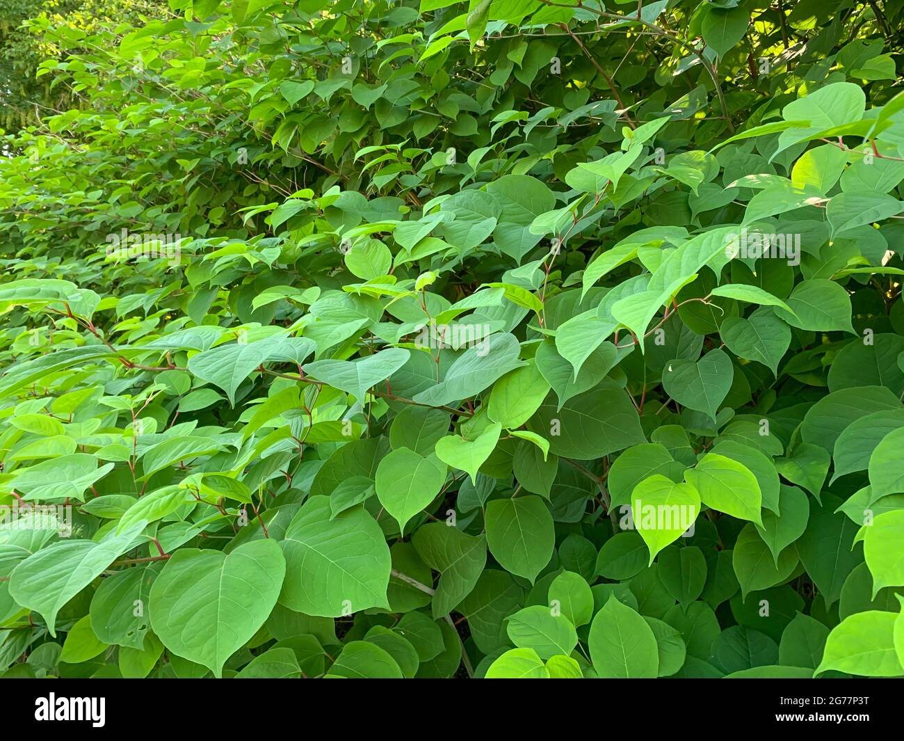 Reynoutria japonica, invasive species, bush with green leaves Stock ...