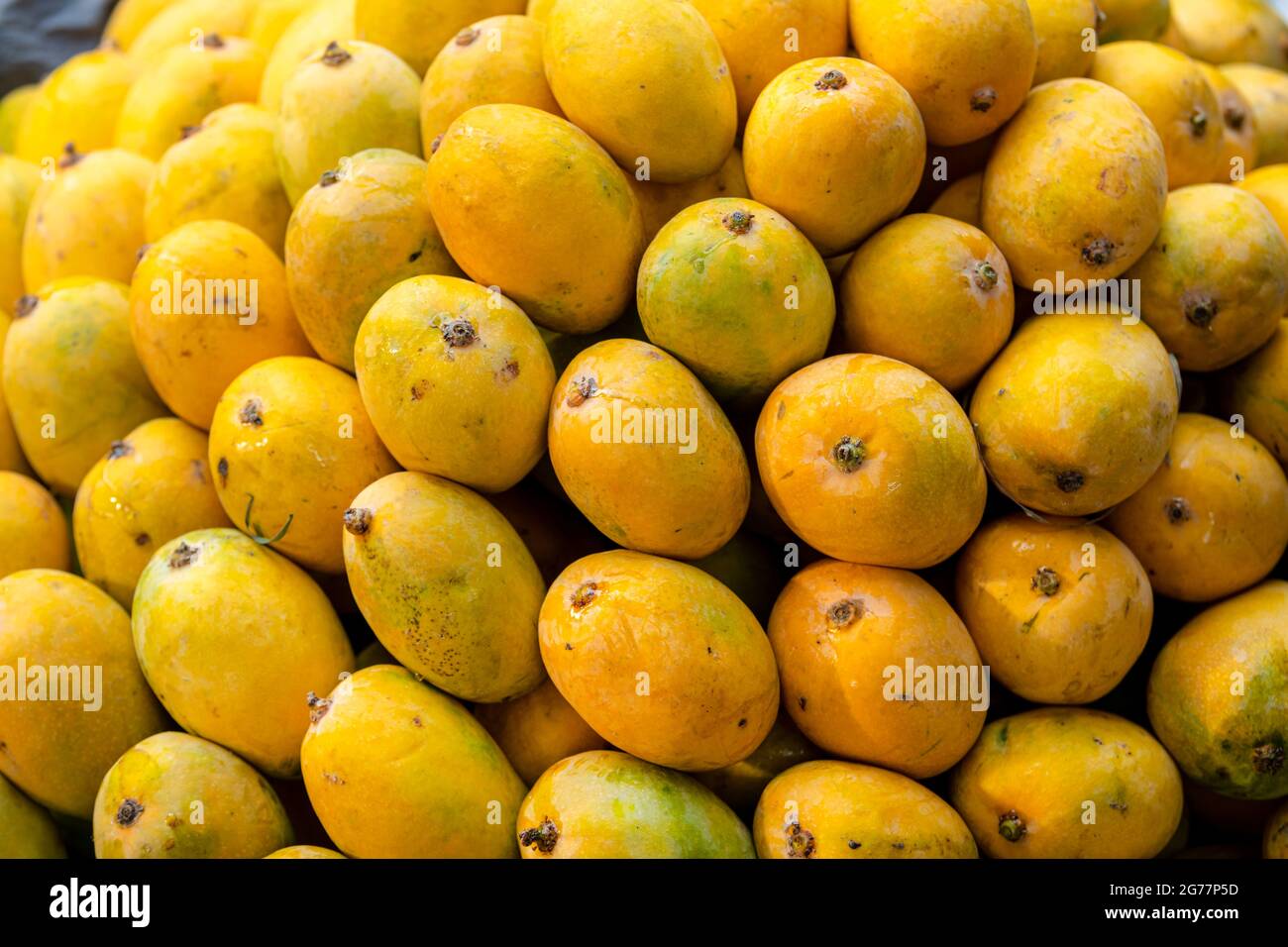 yellow ripped mangoes in market , many mangoes in fruit market for sale ...