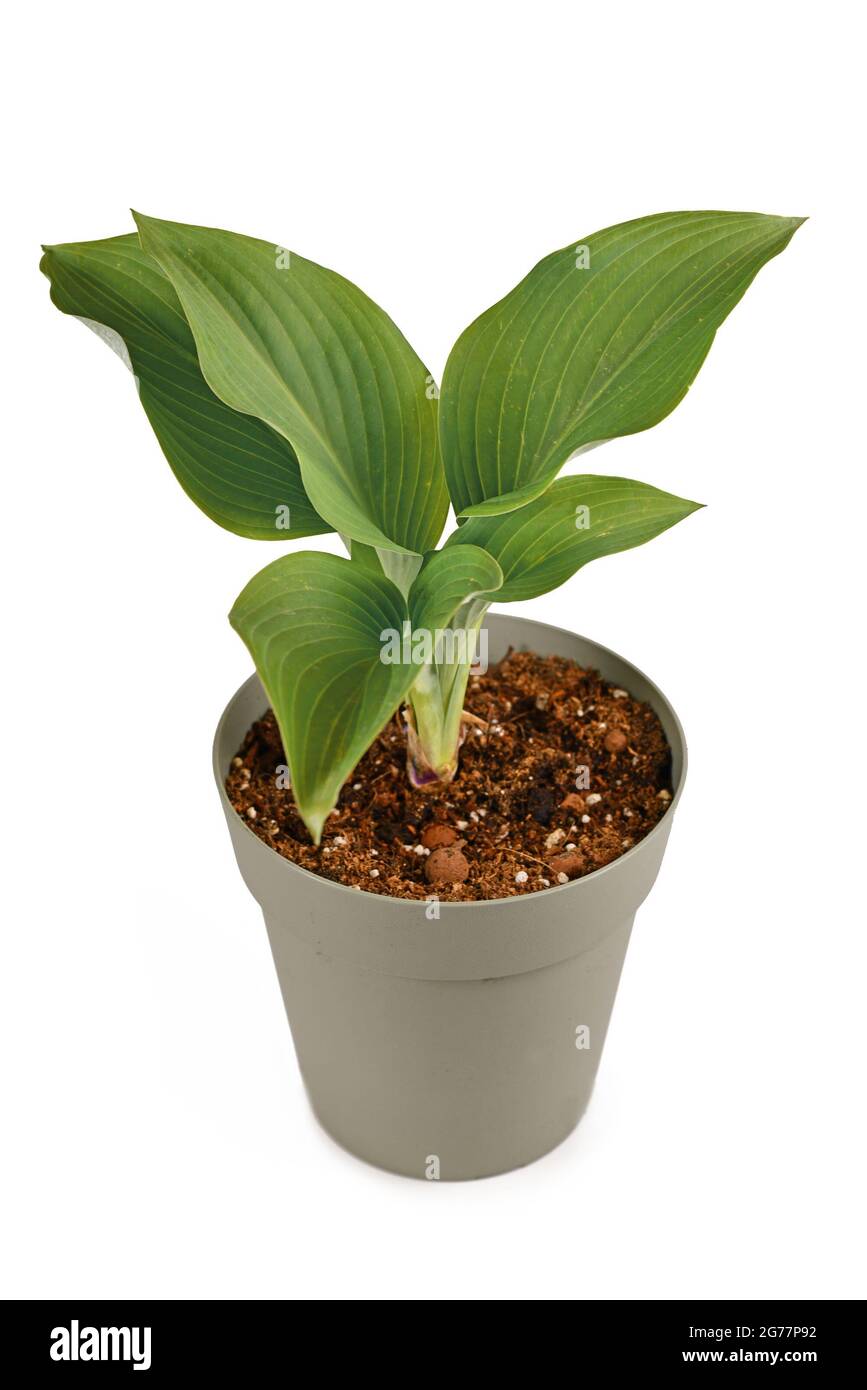Potted 'Hosta Halcyon' plant isolated on white background Stock Photo ...