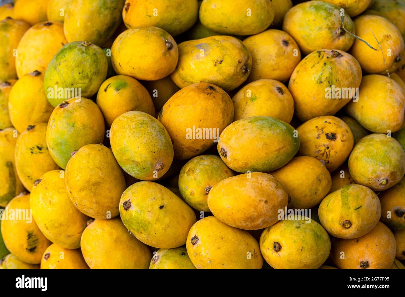 yellow ripped mangoes in market , many mangoes in fruit market for sale ...