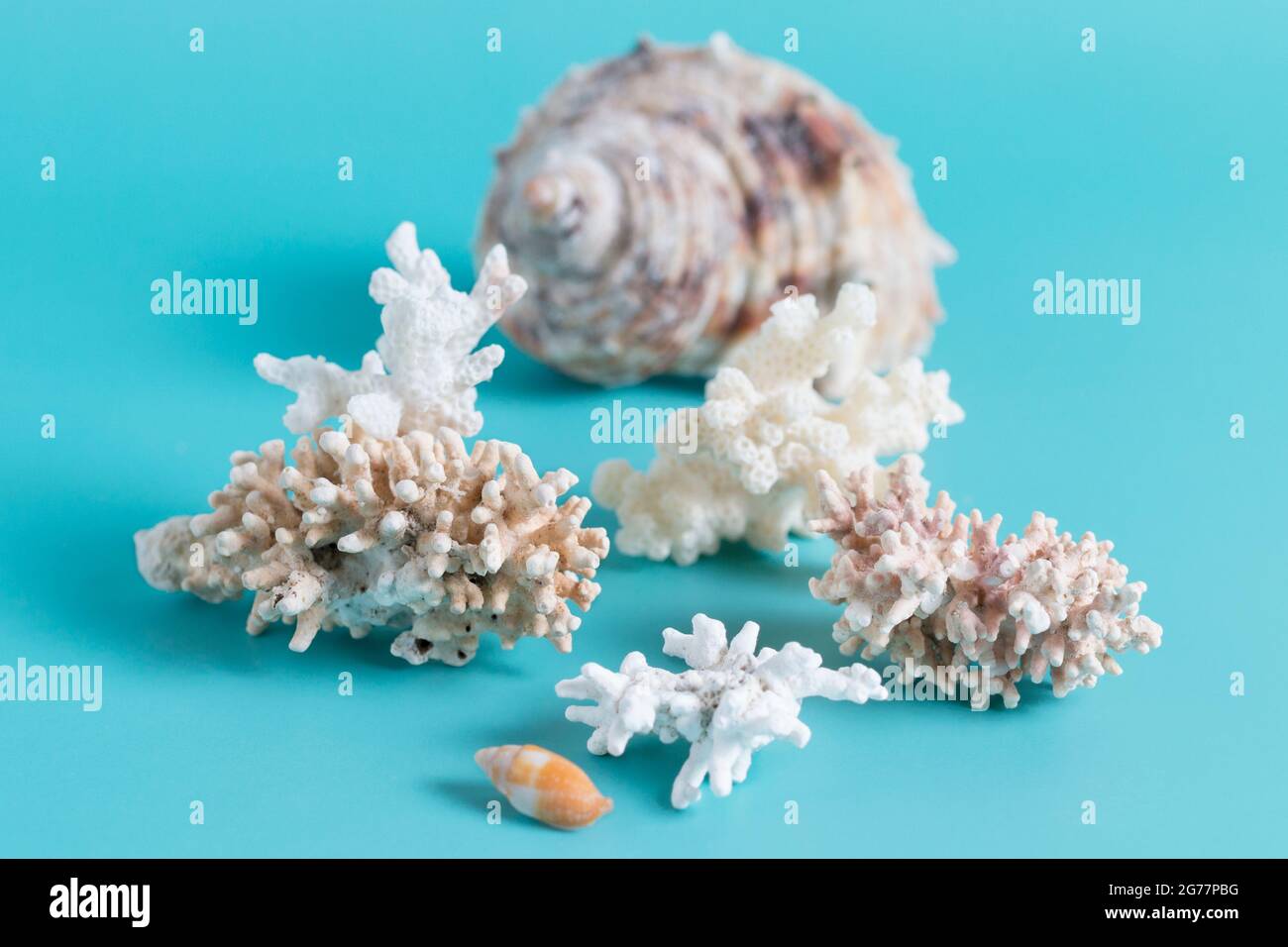 Summer sea background - shells and coral on a blue background Stock ...