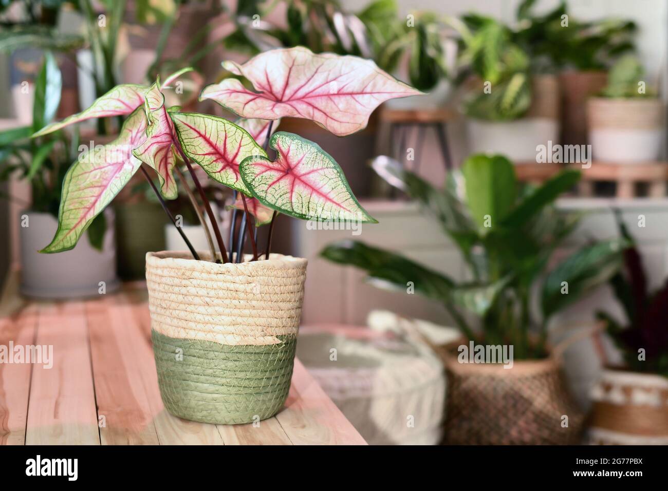 Potted 'Caladium White Queen' plant with white leaves and pink veins in ...