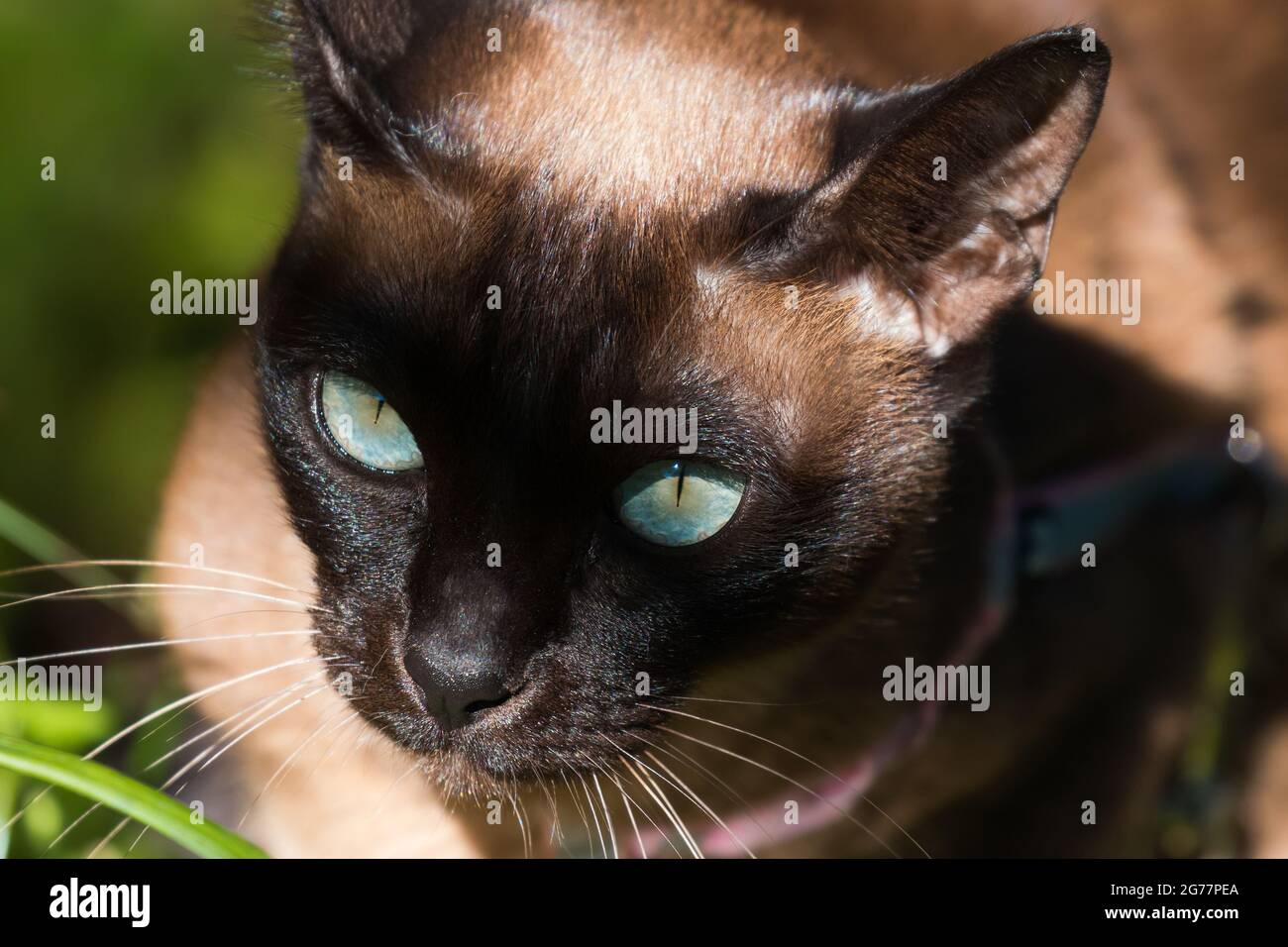 Tonkinese Cats with beautiful blue and turquoise eyes Stock Photo - Alamy
