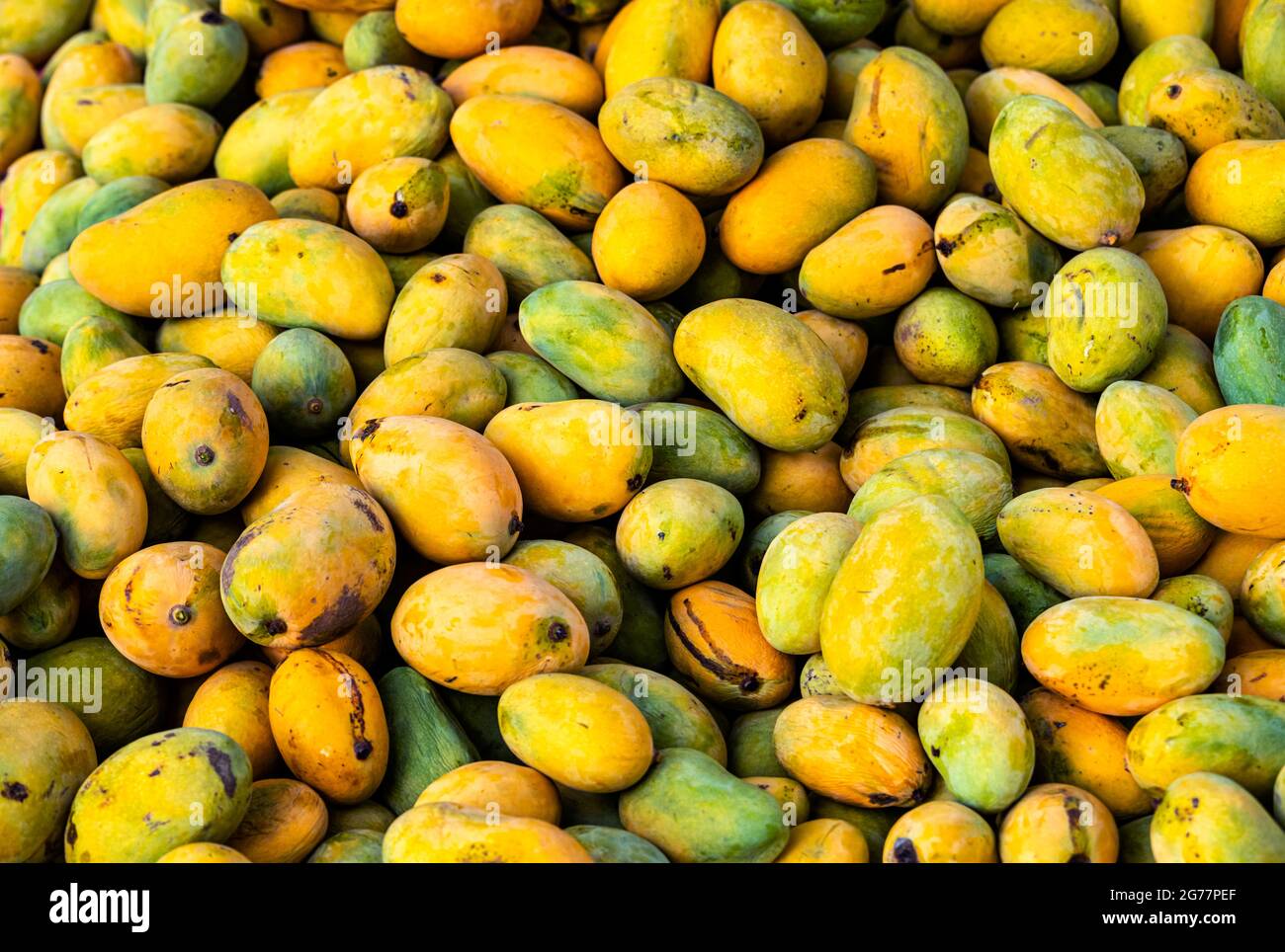 yellow ripped mangoes in market , many mangoes in fruit market for sale ...