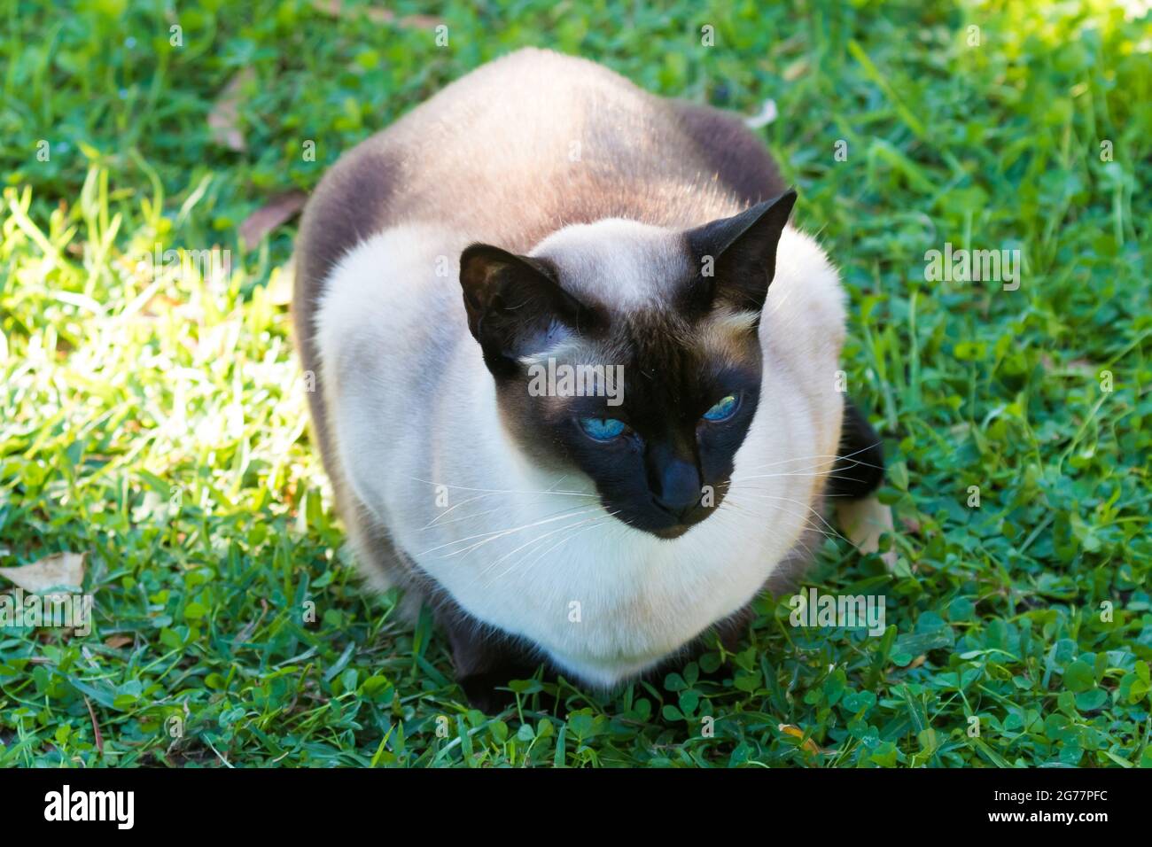 Tonkinese Cats with beautiful blue and turquoise eyes Stock Photo - Alamy
