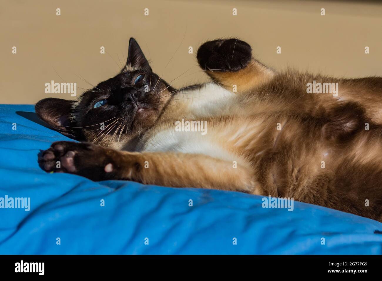 Tonkinese Cats with beautiful blue and turquoise eyes Stock Photo - Alamy