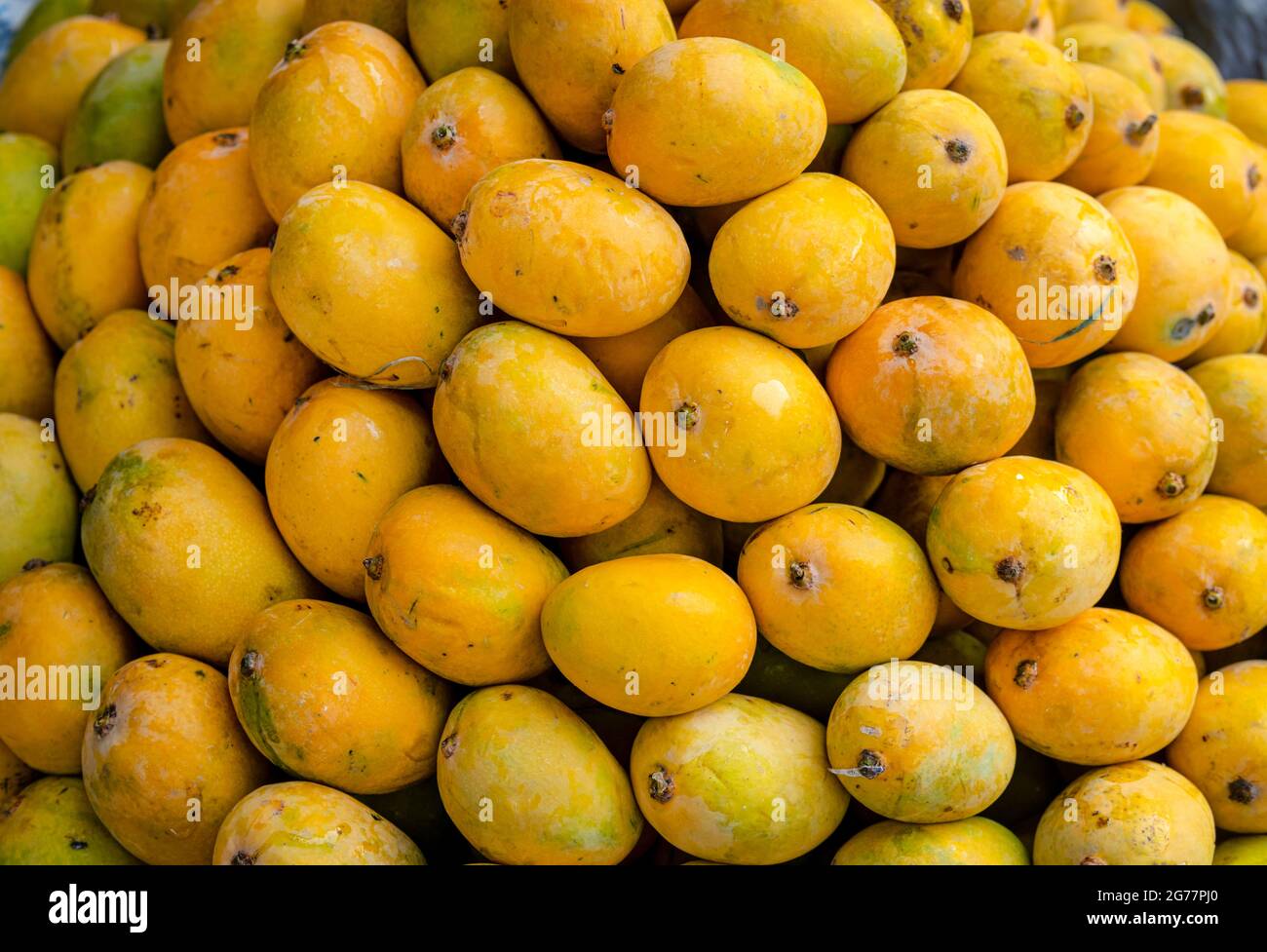 yellow ripped mangoes in market , many mangoes in fruit market for sale ...