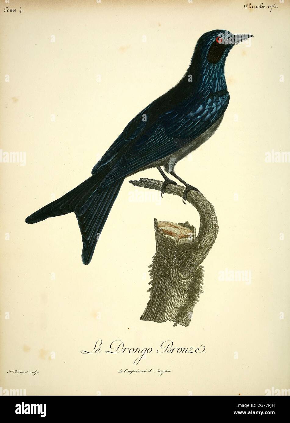 Drongos of southeast asia hi-res stock photography and images - Alamy