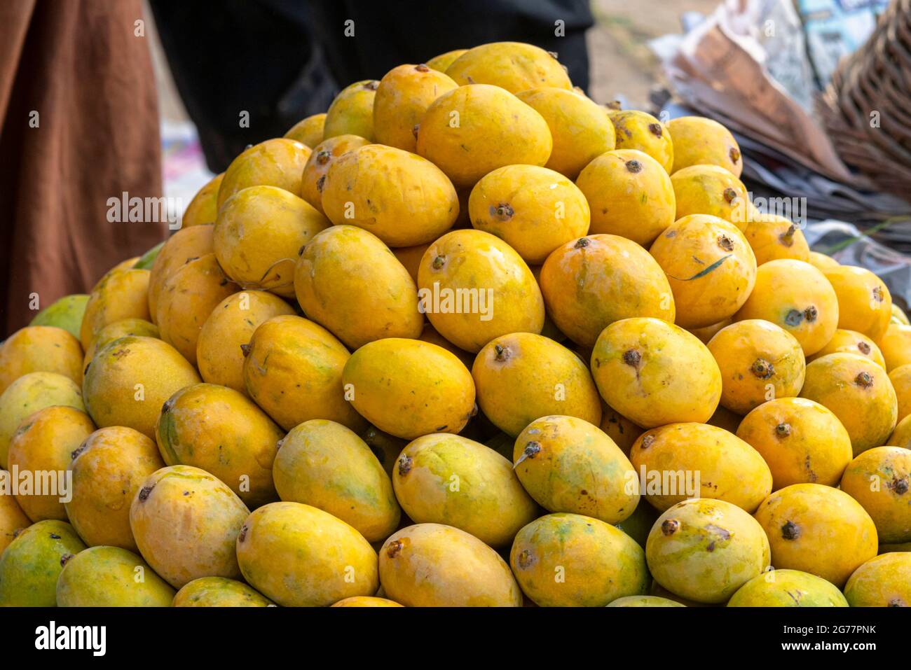 yellow ripped mangoes in market , many mangoes in fruit market for sale ...