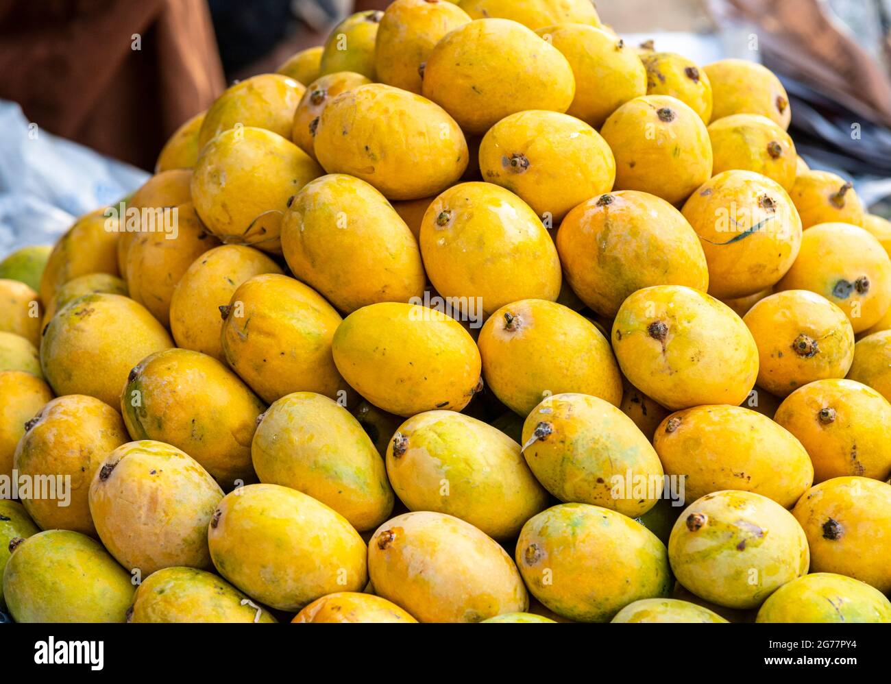 yellow ripped mangoes in market , many mangoes in fruit market for sale ...