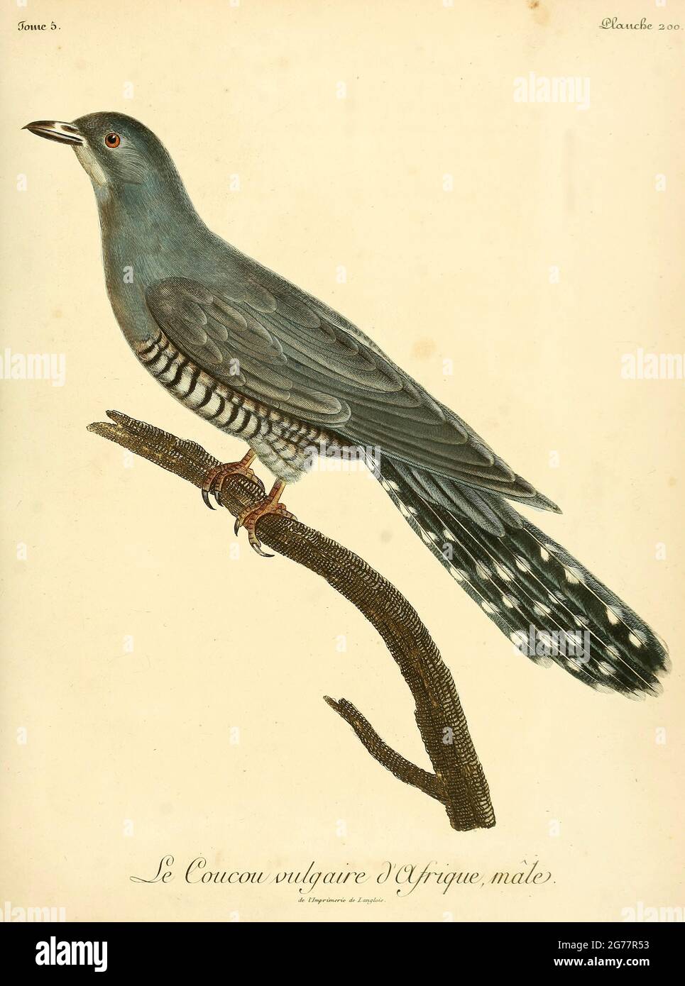 Vulgaire hi-res stock photography and images - Alamy