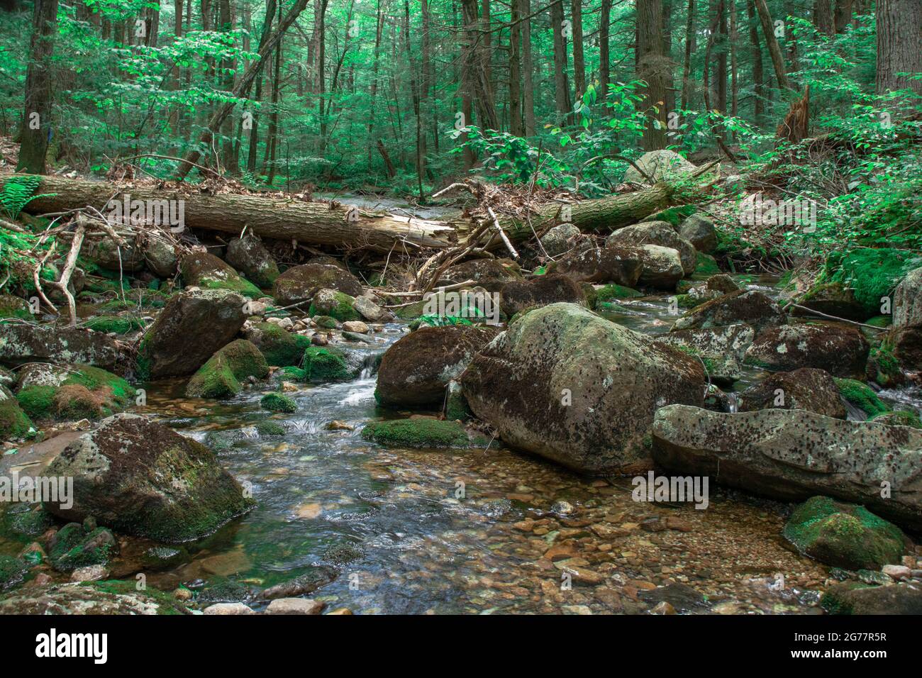 Closeup of a narrow stream in a forest covered in rocks and greenery in ...