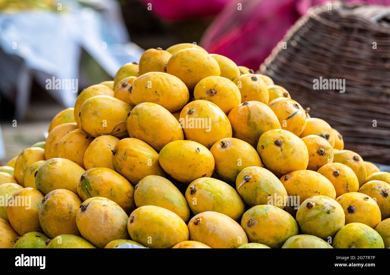 yellow ripped mangoes in market , many mangoes in fruit market for sale ...