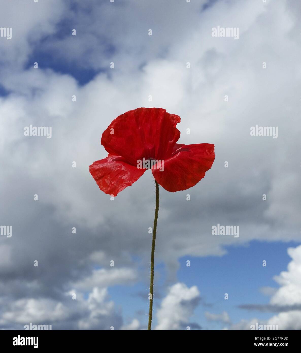 Beautiful bright red Common Poppy aka a Papaver rhoeas in front of a ...