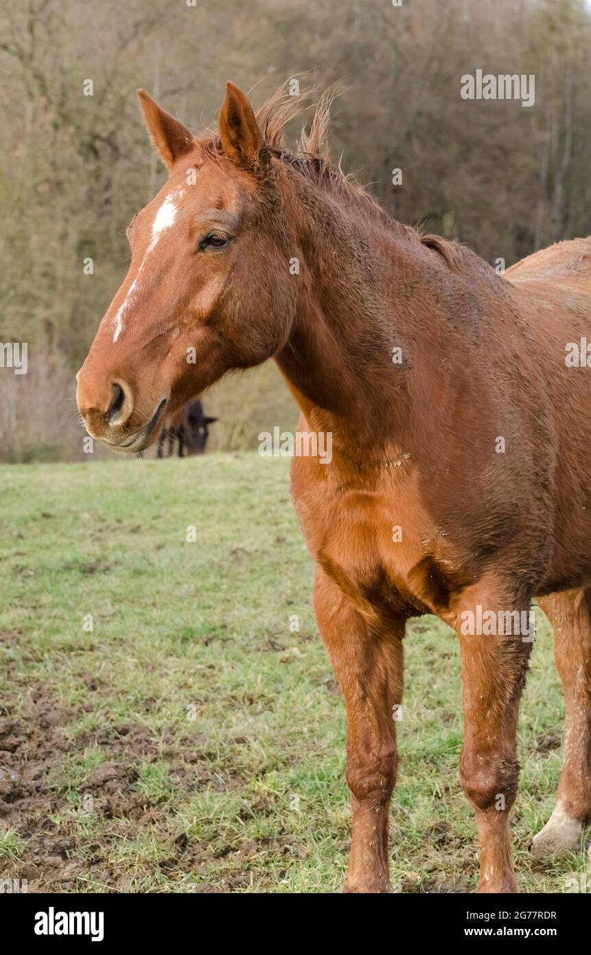 Front view horse hi-res stock photography and images - Alamy