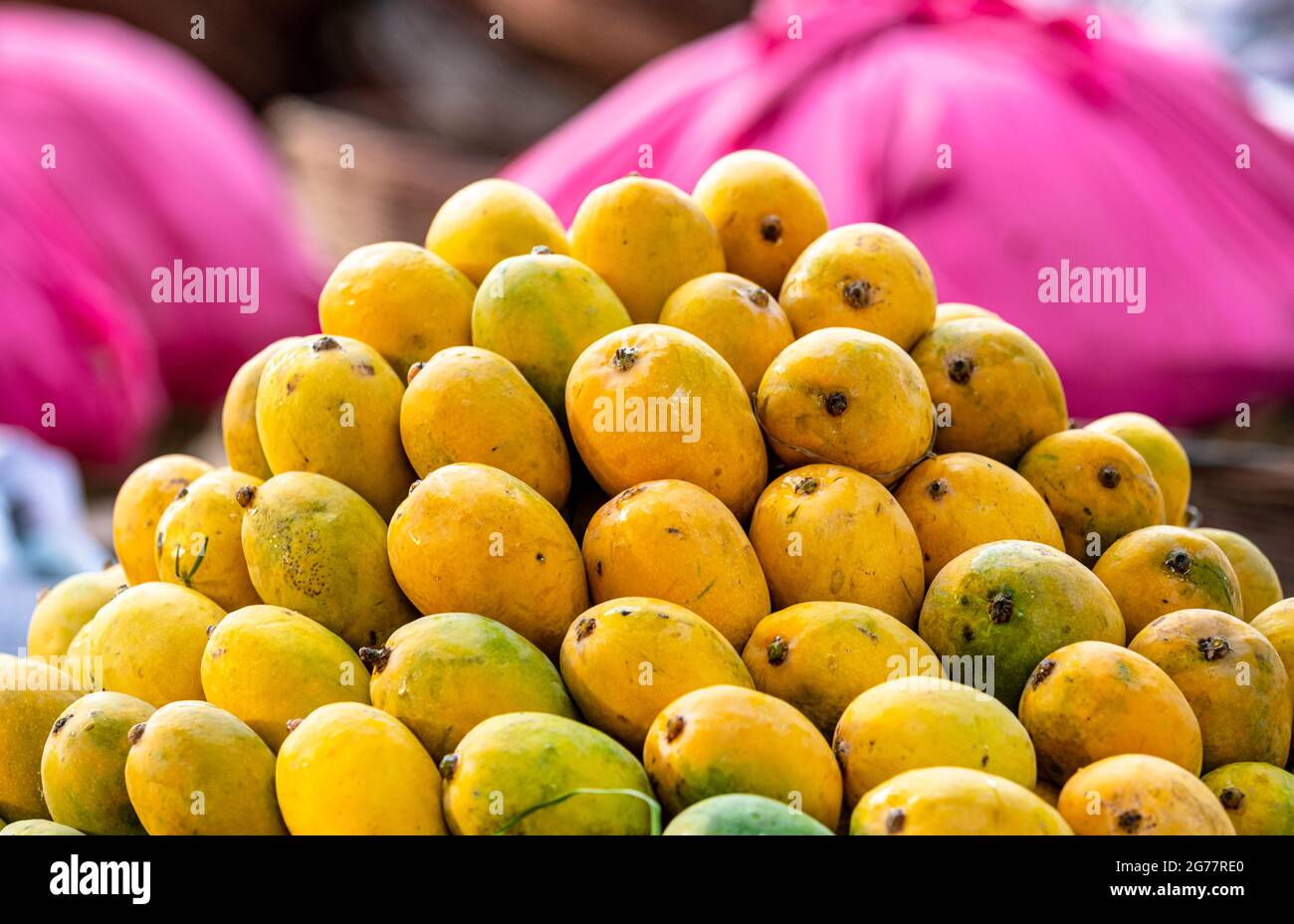 yellow ripped mangoes in market , many mangoes in fruit market for sale ...