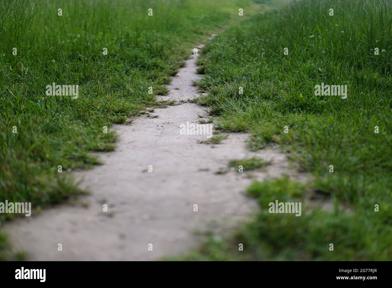 Shot of a narrow path in grass Stock Photo - Alamy