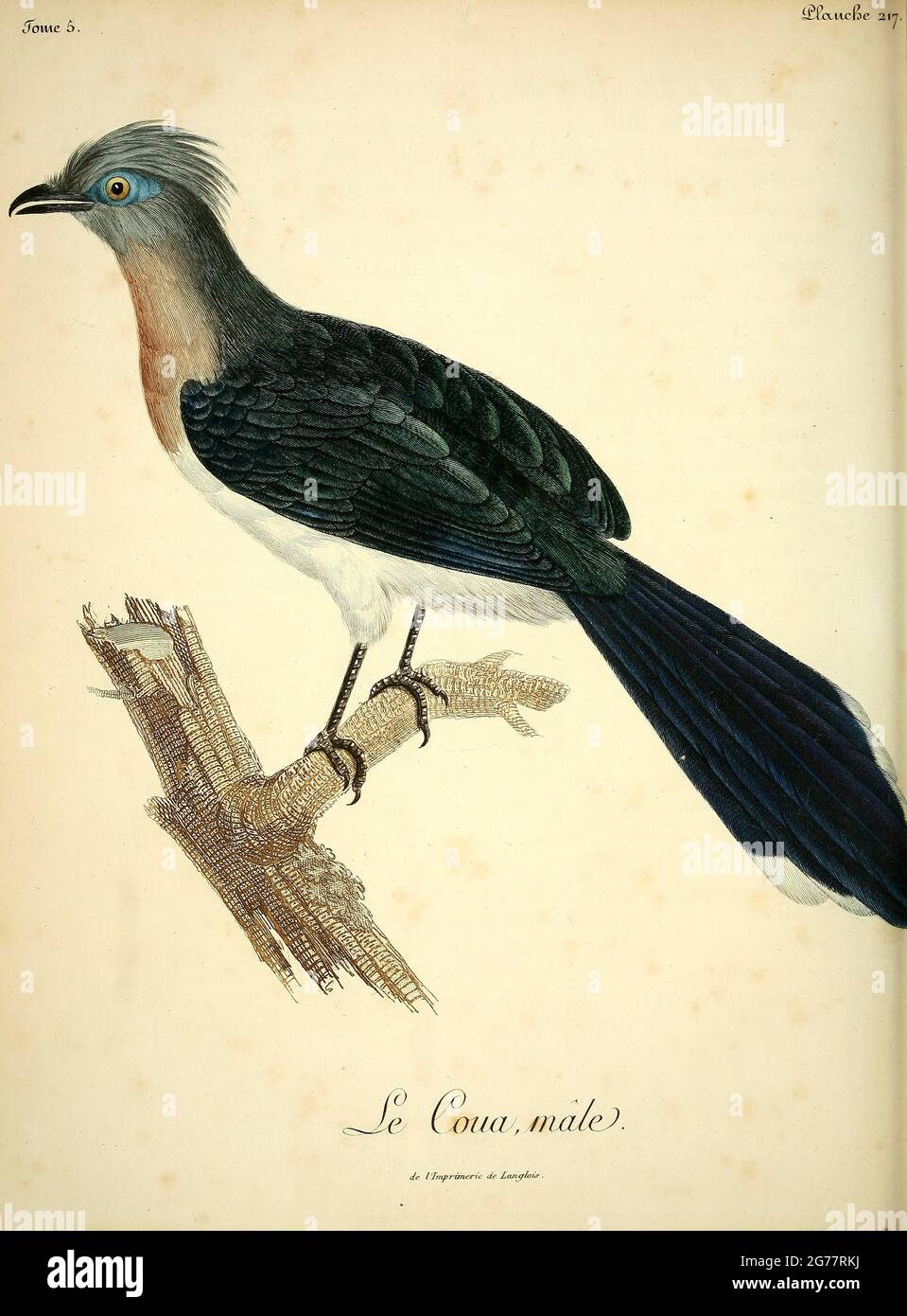 Mostly terrestrial birds hi-res stock photography and images - Alamy