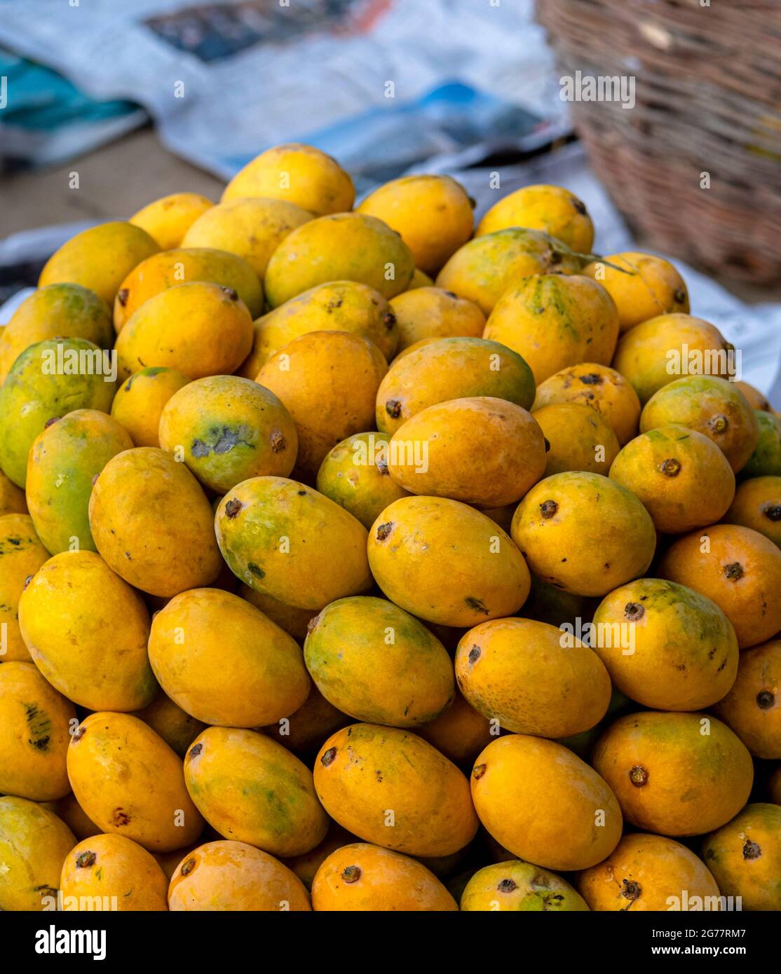 yellow ripped mangoes in market , many mangoes in fruit market for sale ...