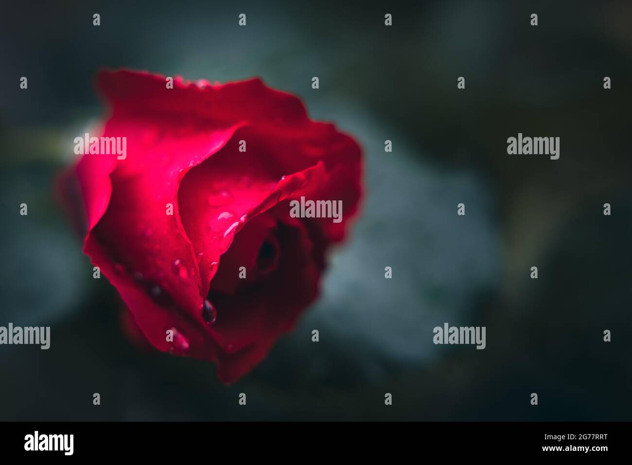 Closeup of a red rose with raindrops on it in a garden with a blurry ...