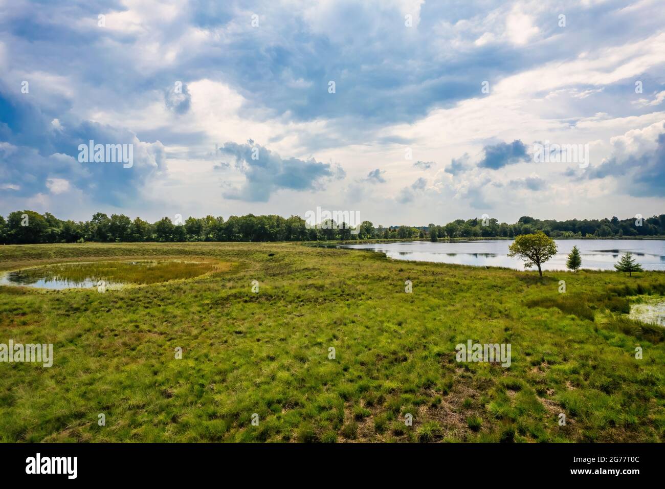 Aerial view of a grass field with reeds. Picture taken by a drone from ...