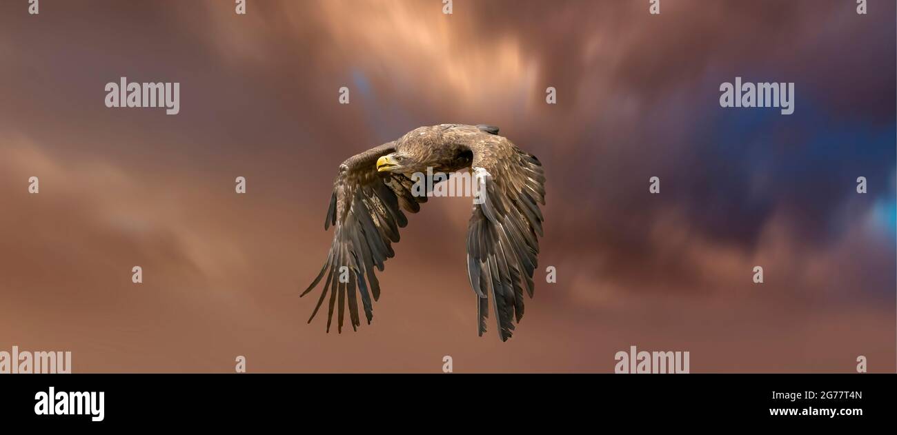 European sea eagle flying in an impressive orange blue sky. Bird of ...