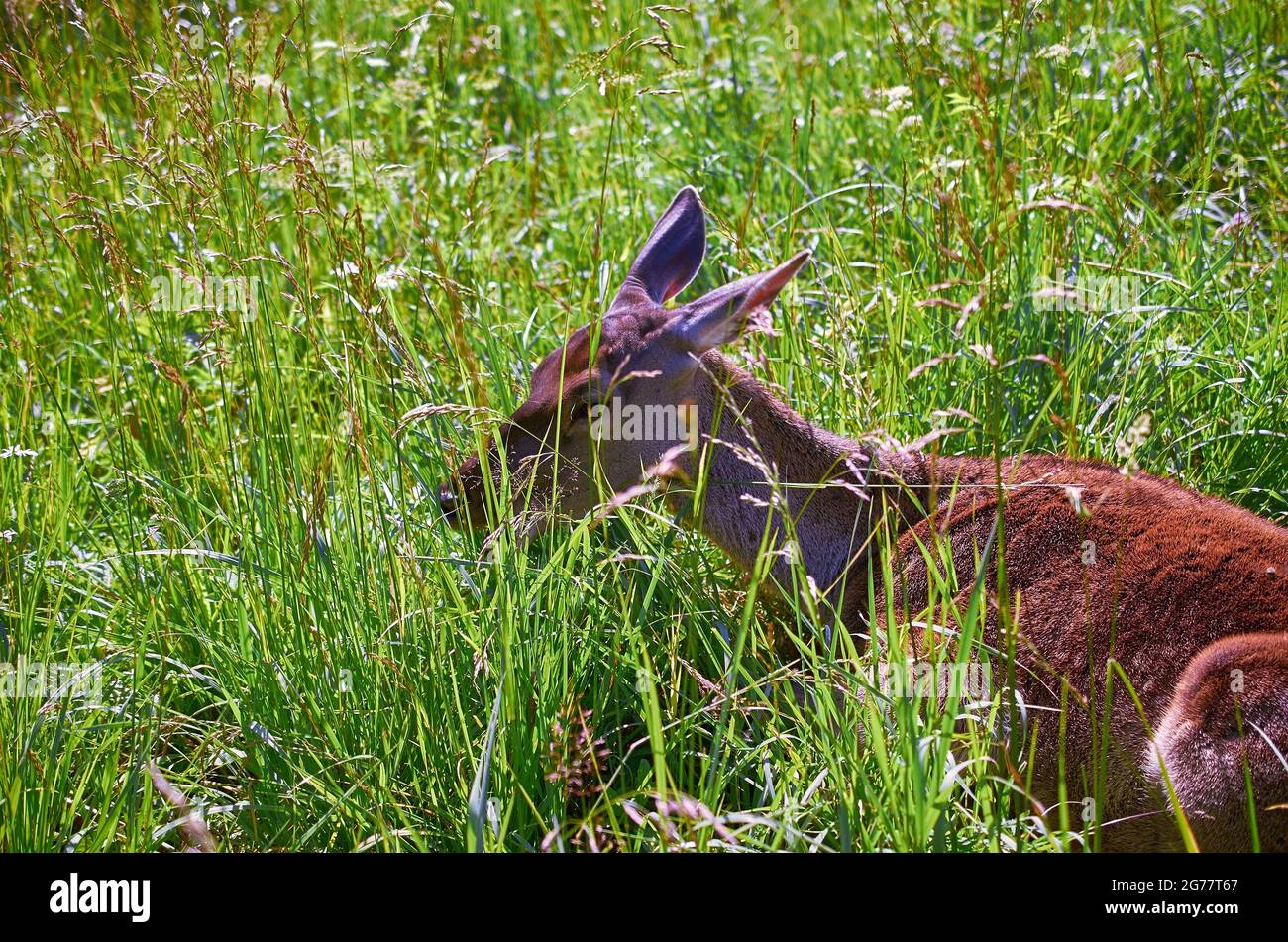 European deer species hi-res stock photography and images - Alamy
