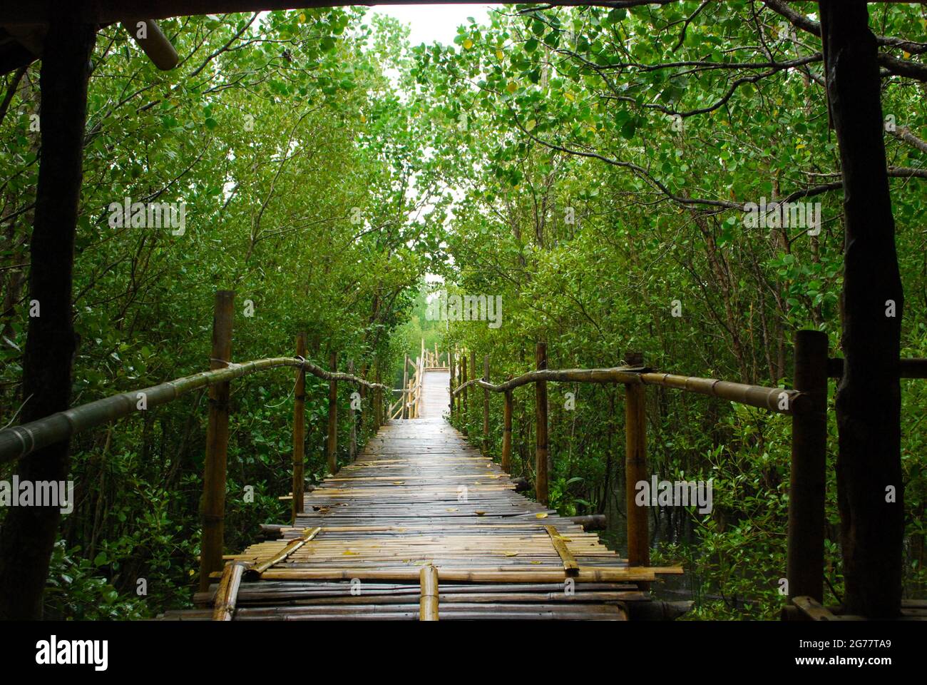 Bridge in the Mangrove forest Stock Photo - Alamy