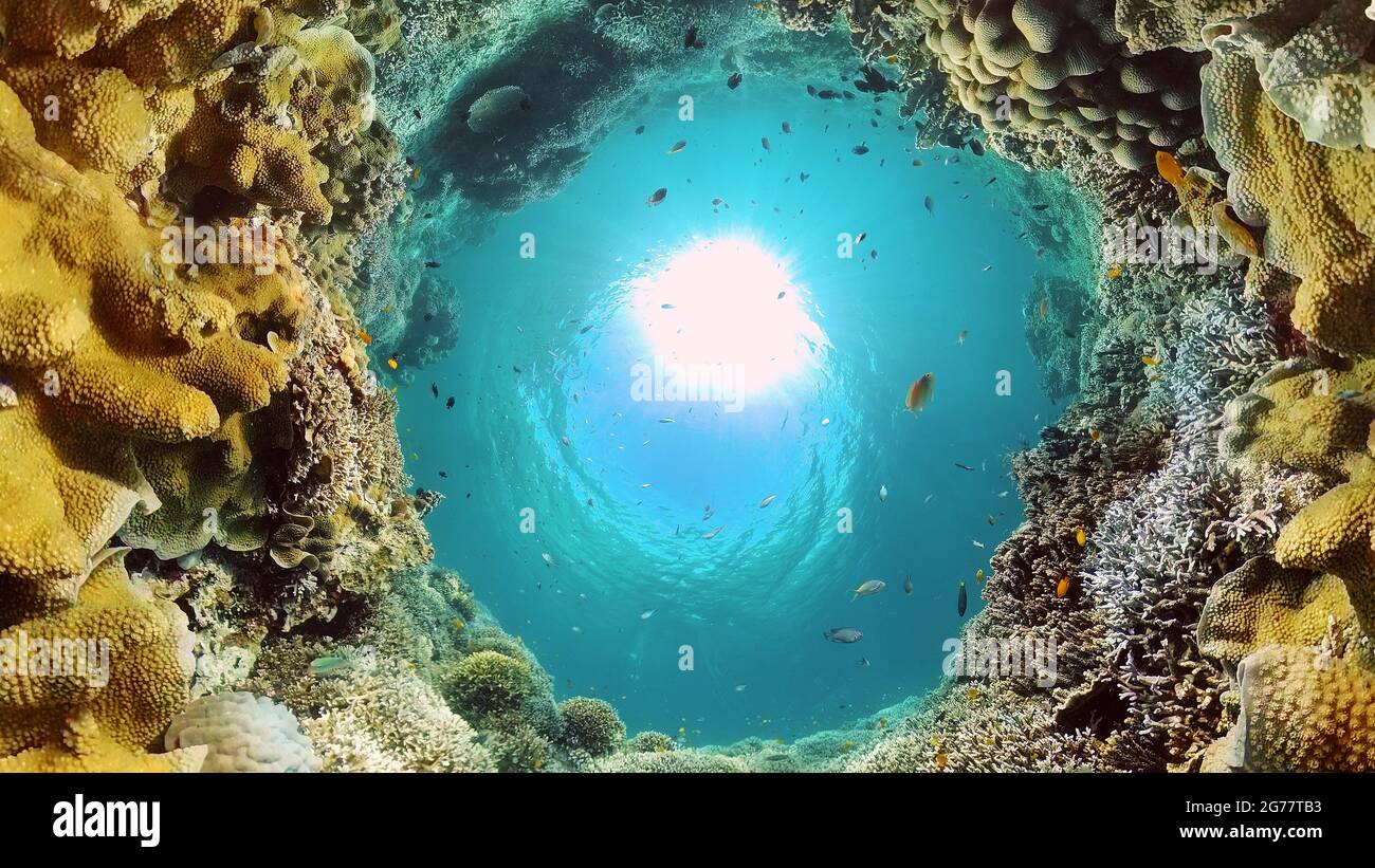 Tropical colourful underwater seascape.The underwater world with ...