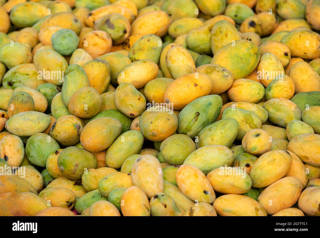 yellow ripped mangoes in market , many mangoes in fruit market for sale ...