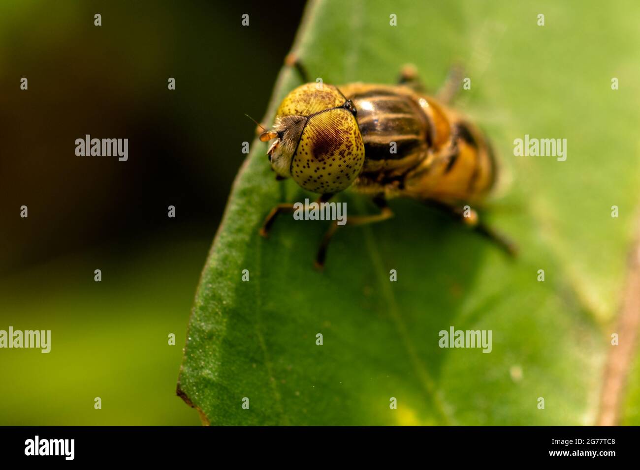 Big Eye Yellow Fly Insects Stock Photo - Alamy