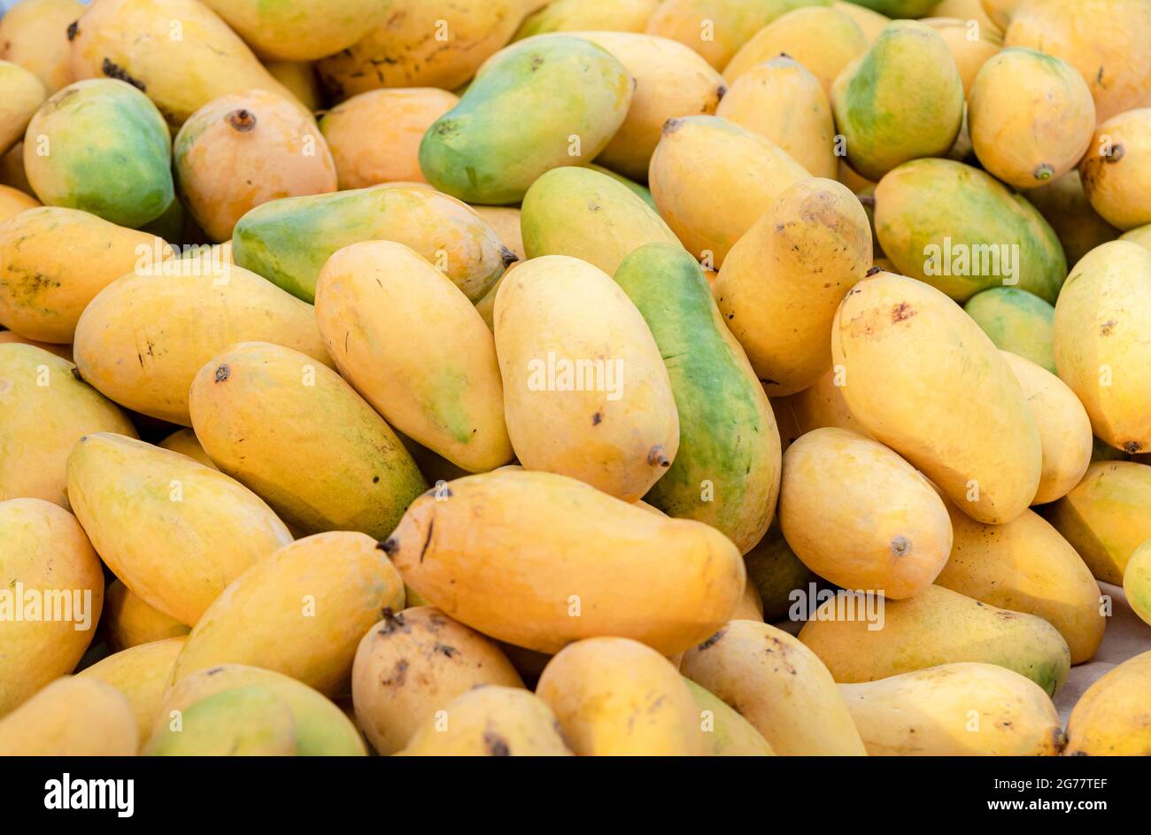 yellow ripped mangoes in market , many mangoes in fruit market for sale ...