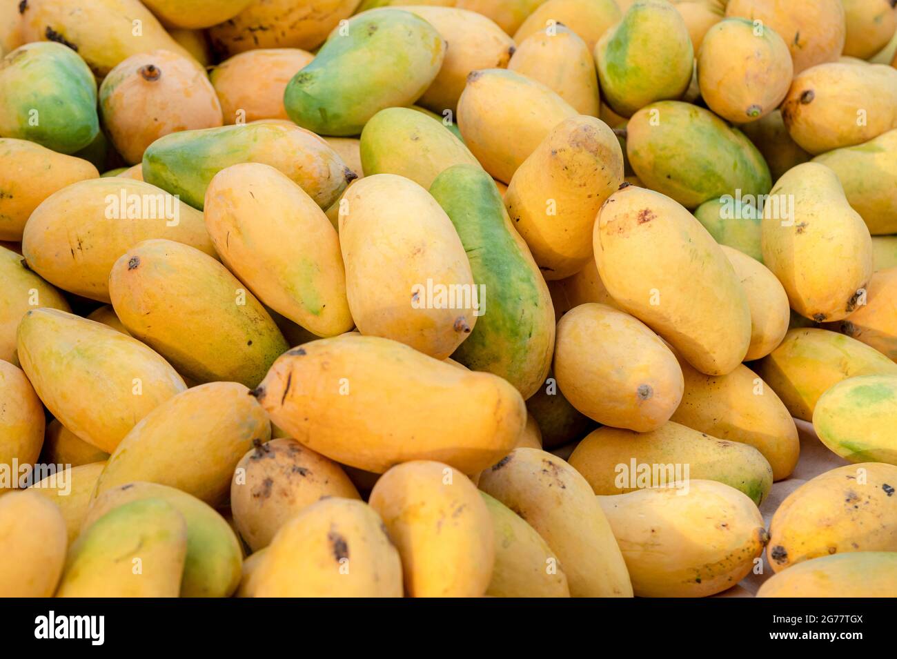 yellow ripped mangoes in market , many mangoes in fruit market for sale ...