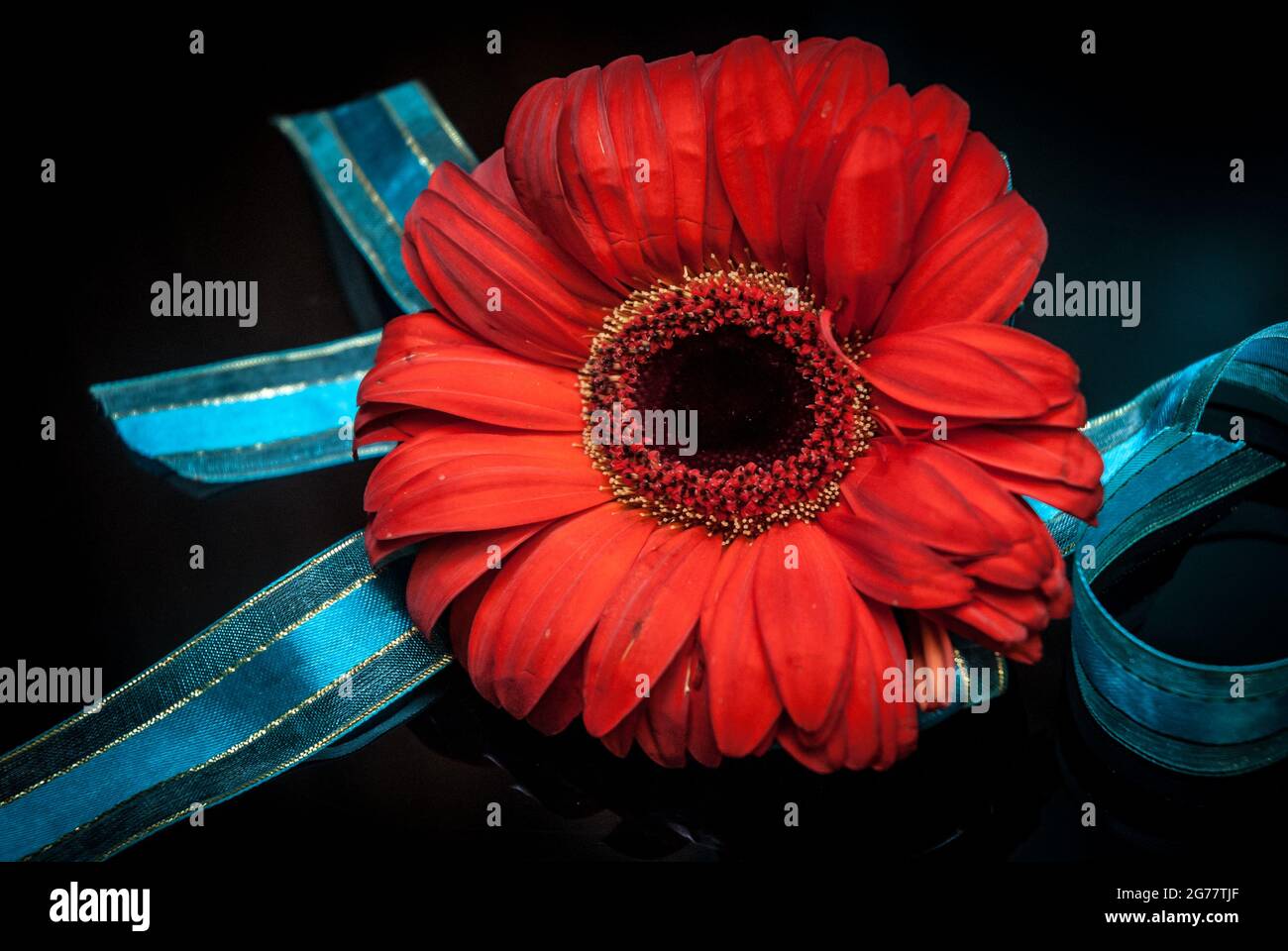 Big red flower hi-res stock photography and images - Alamy