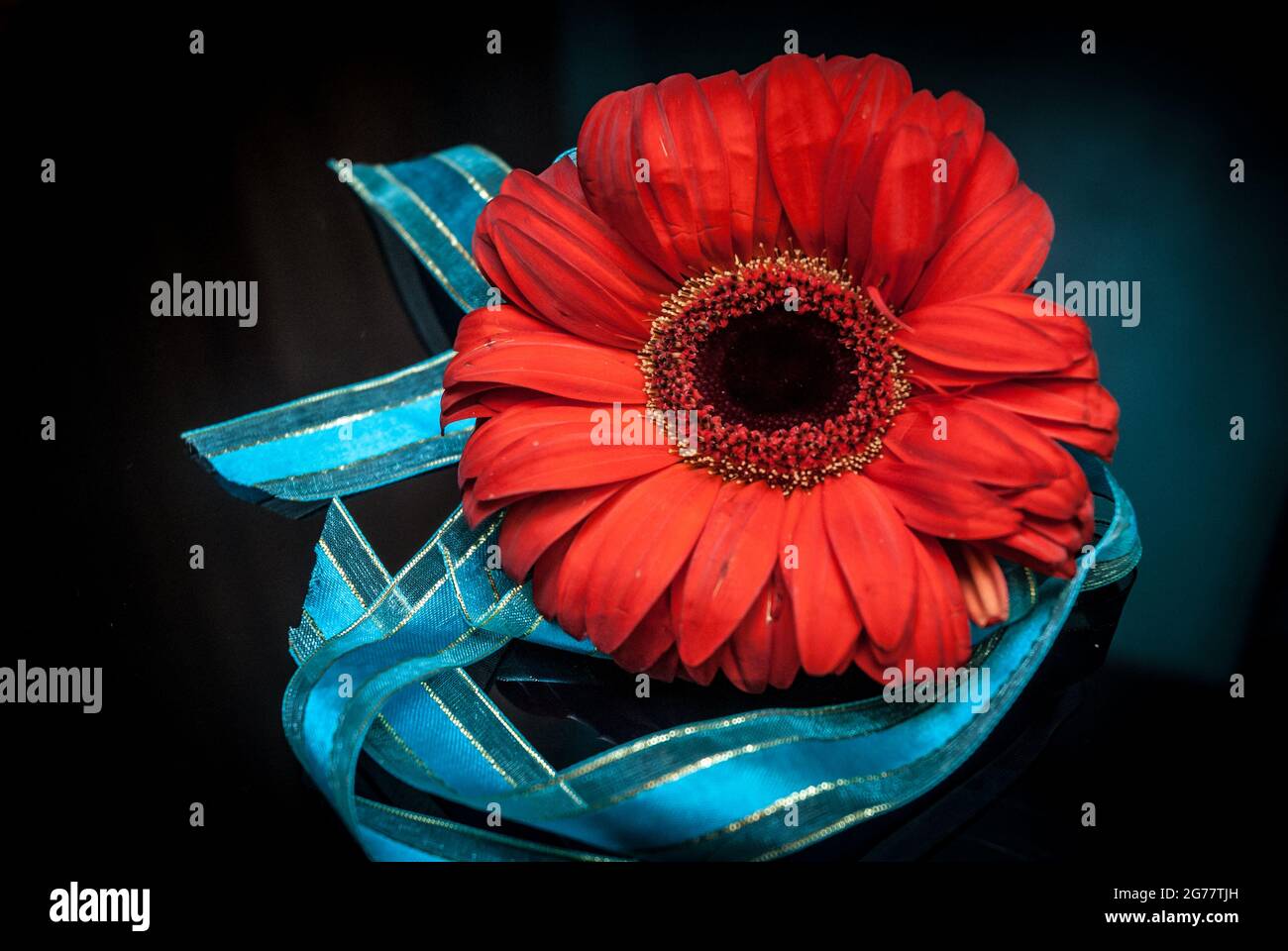 Red Flower with Blue Ribbon on a wooden background Stock Photo - Alamy