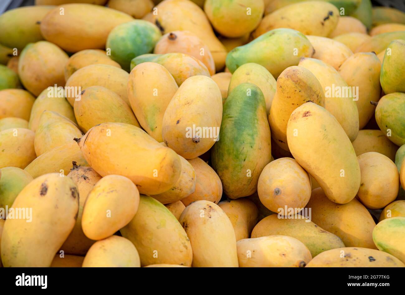 yellow ripped mangoes in market , many mangoes in fruit market for sale ...