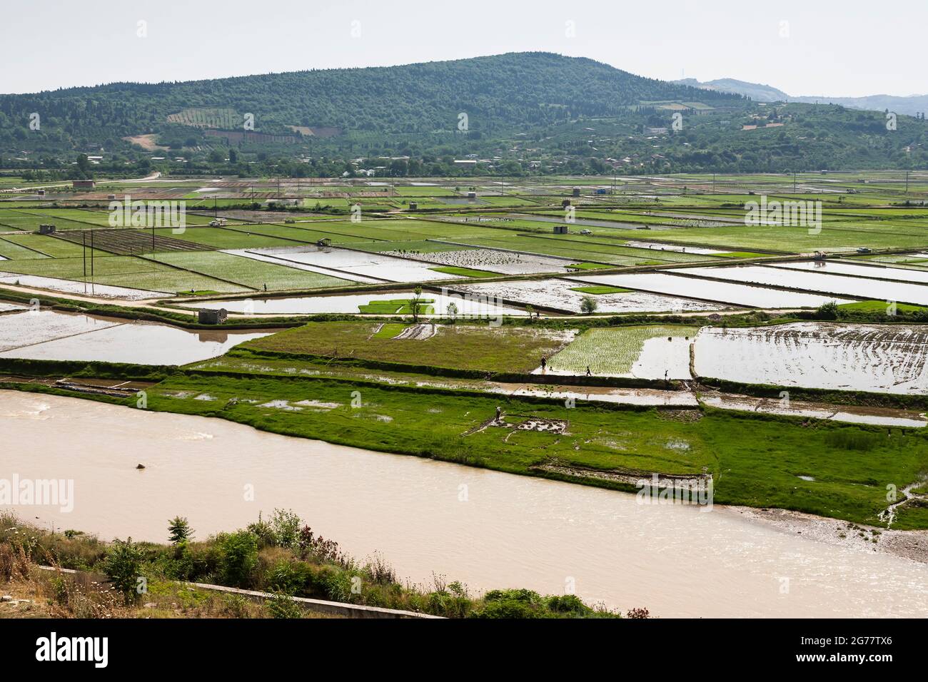 Vast terraced rice field at hillside, suburb of Sari, Mazandaran ...
