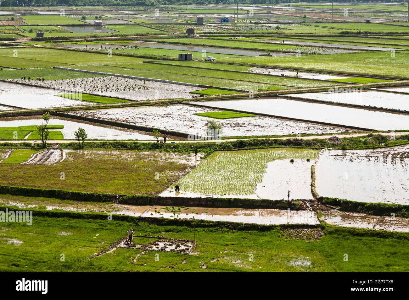 Vast terraced rice field at hillside, suburb of Sari, Mazandaran ...