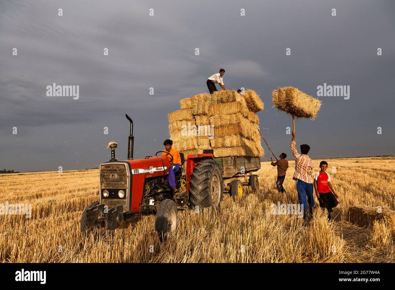 Farmers making straw bales in wheat field, evening glow, Gorgan ...