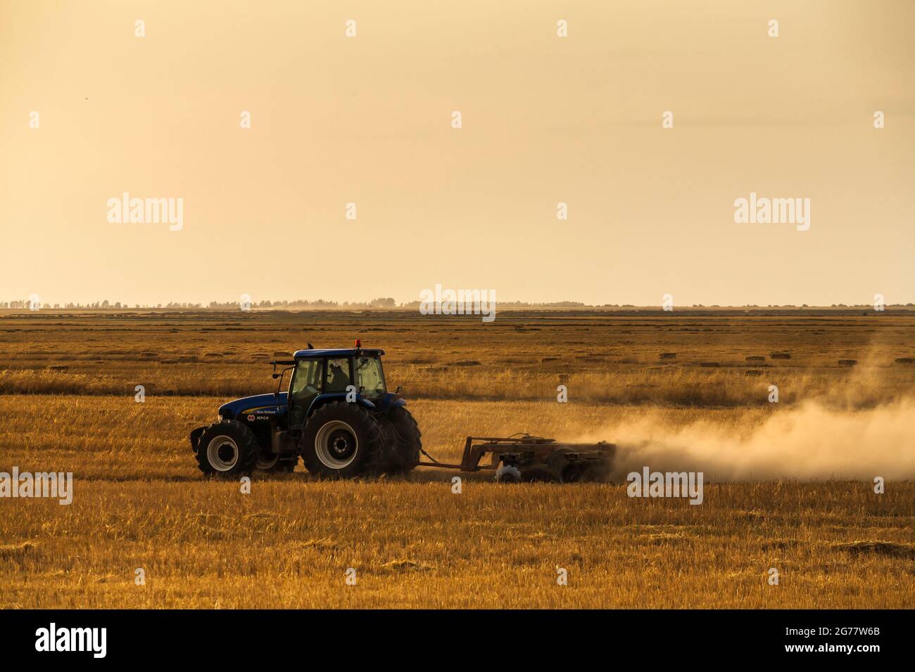 Tractor working in wheat field at sunset, suburb of Gorgan, Golestan ...