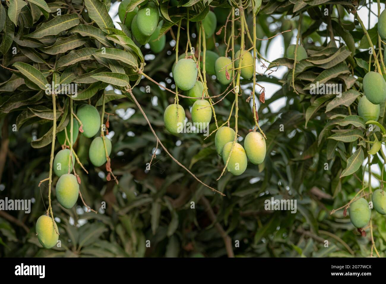 Man eating plum hi-res stock photography and images - Alamy