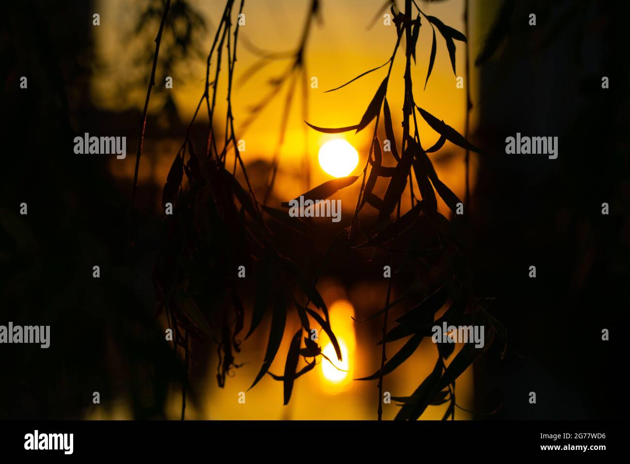 sunset through the branches of trees Stock Photo - Alamy