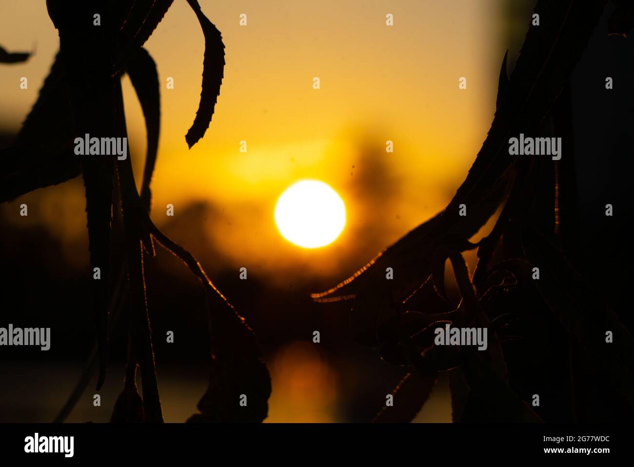 sunset through the branches of trees Stock Photo - Alamy