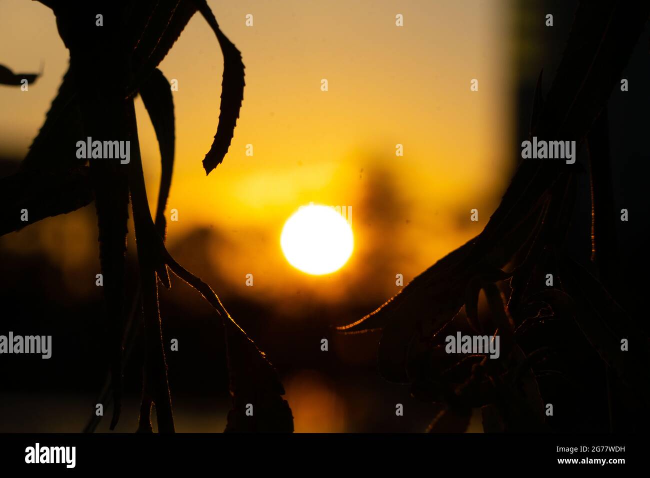 sunset through the branches of trees Stock Photo - Alamy