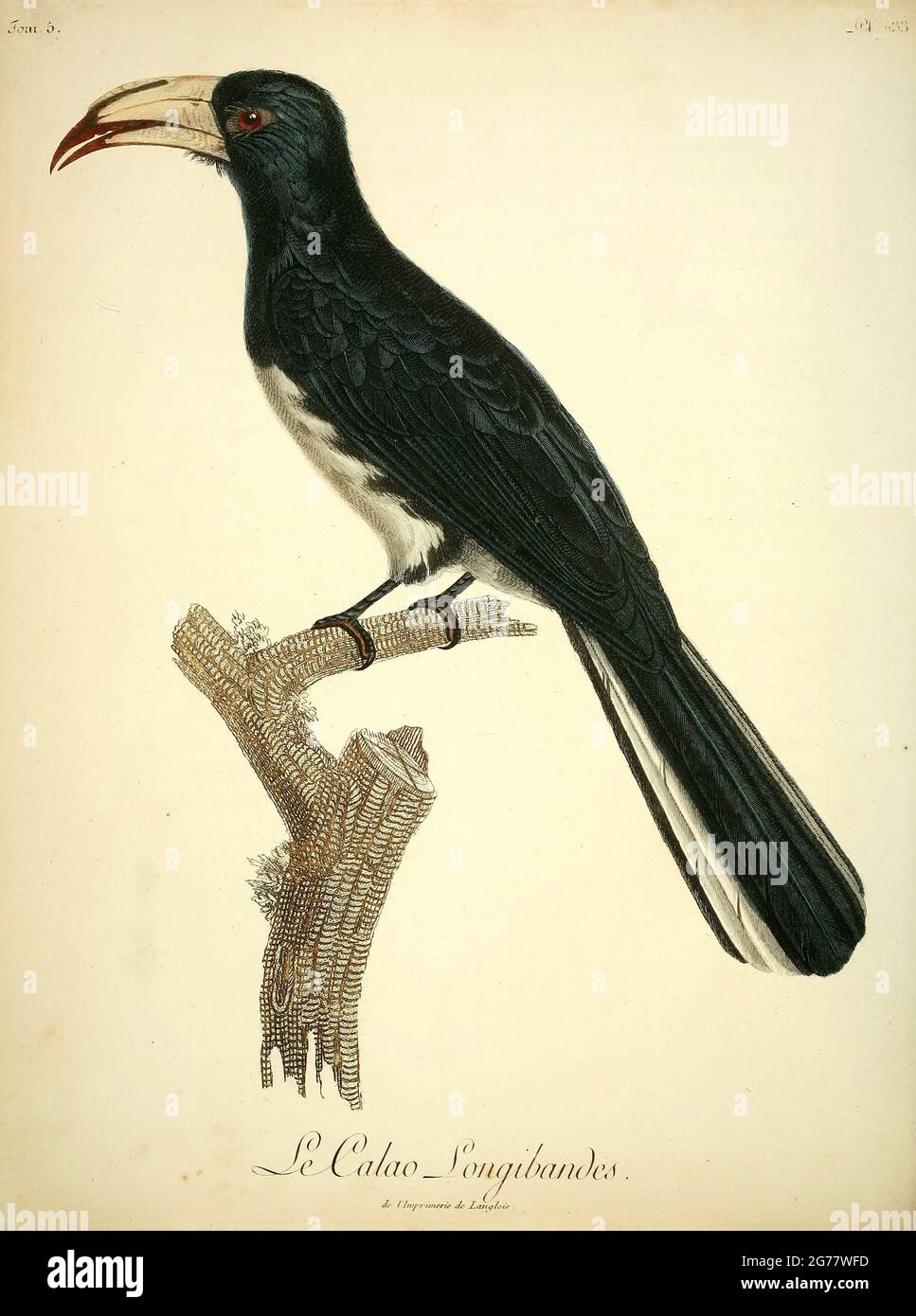 African pied hornbills hi-res stock photography and images - Alamy