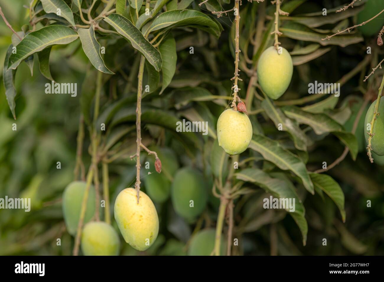 green fresh mangoes hanging on the branches of mango trees in orchards ...
